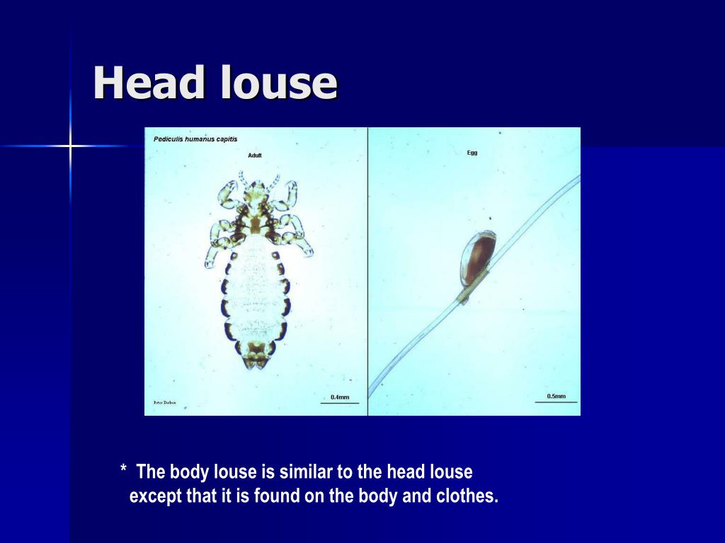 PPT - Medical Entomology PowerPoint Presentation, free download - ID ...