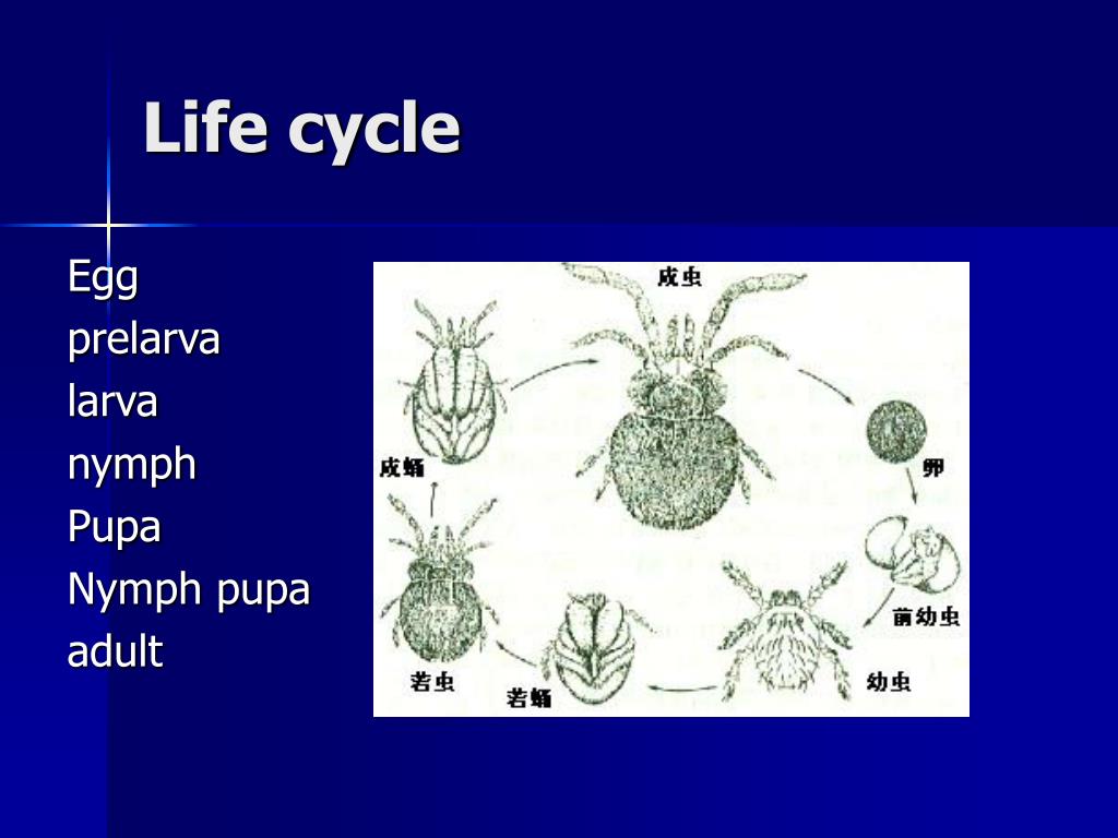 PPT - Medical Entomology PowerPoint Presentation, free download - ID ...
