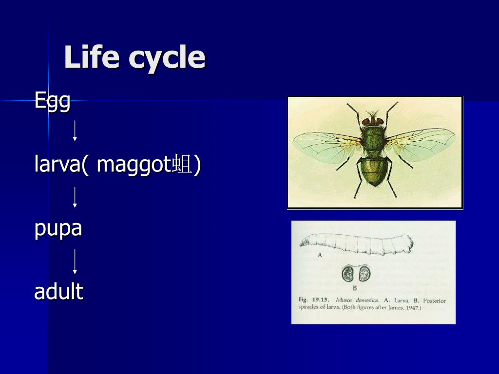 PPT - Medical Entomology PowerPoint Presentation, free download - ID ...