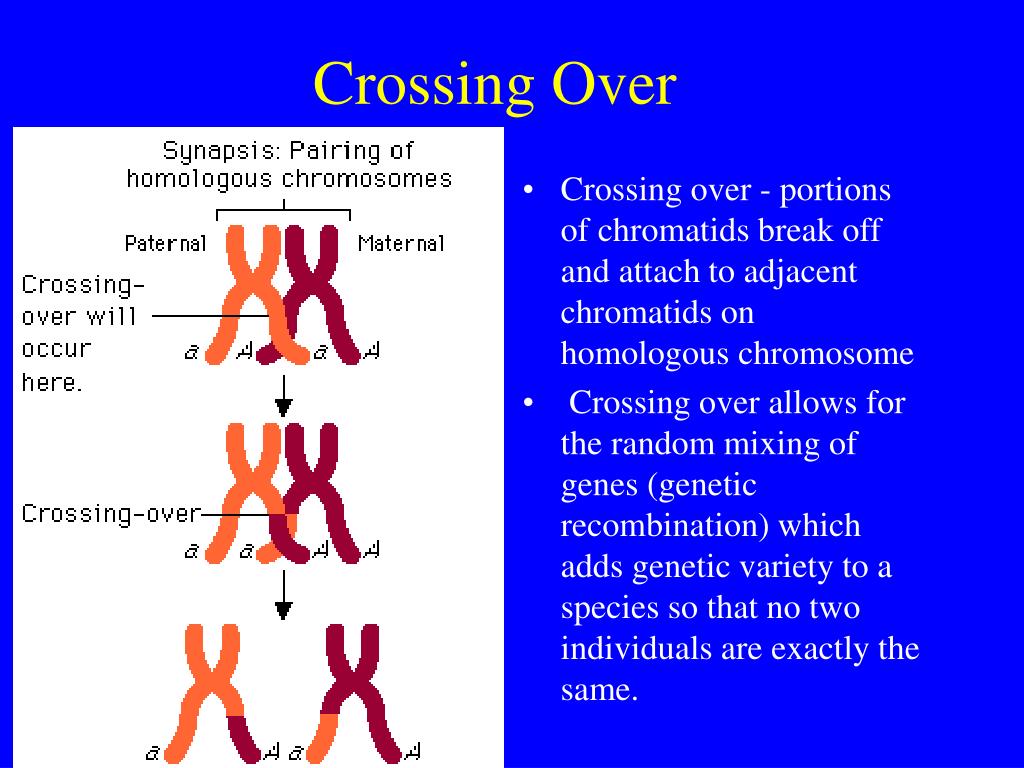 PPT - Meiosis Gamete Production PowerPoint Presentation, free download ...