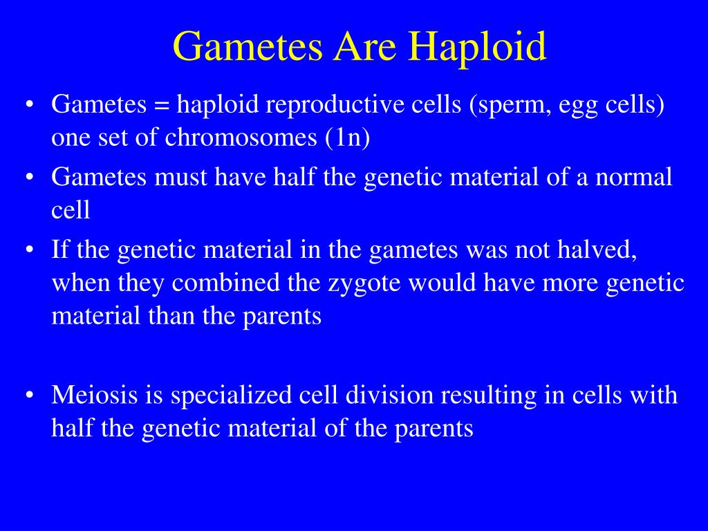 PPT - Meiosis Gamete Production PowerPoint Presentation, free download ...