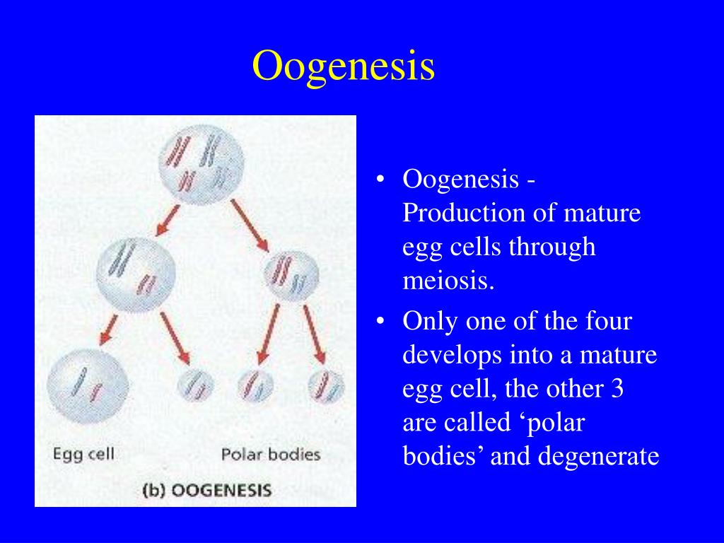 PPT - Meiosis Gamete Production PowerPoint Presentation, free download ...