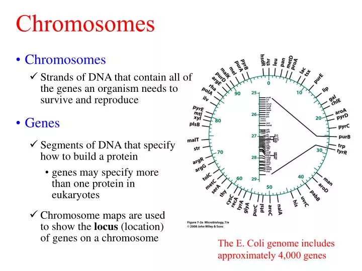 PPT - The E. Coli genome includes approximately 4,000 genes PowerPoint ...