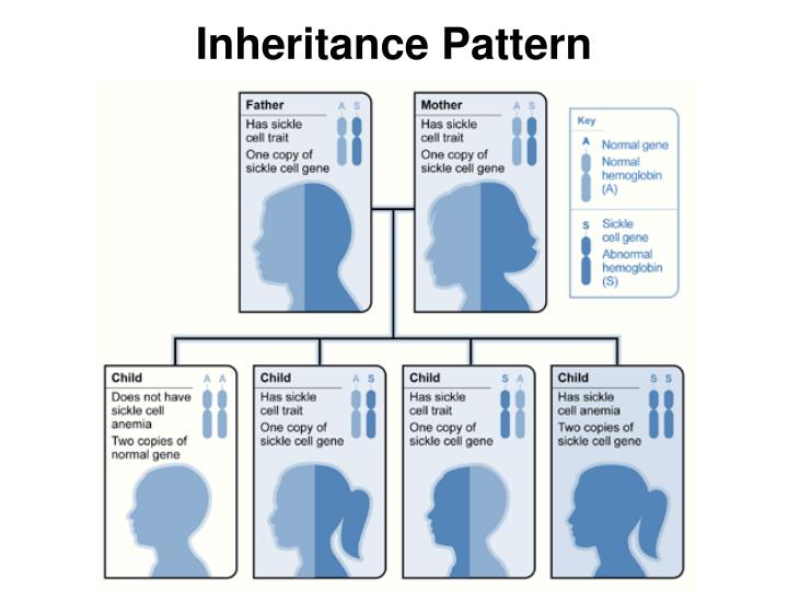 PPT - Sickle Cell Anemia PowerPoint Presentation - ID:2969202