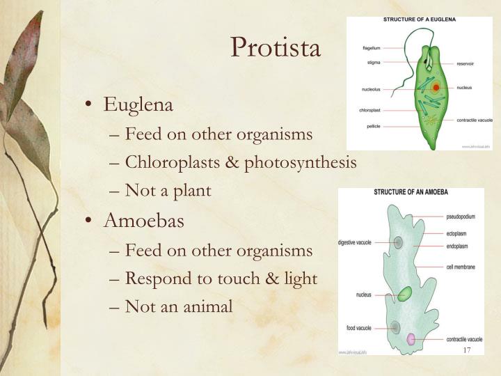 PPT - Classification of Organisms Chapter 17 Modern Biology c2009 ...