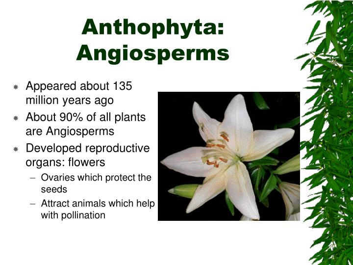 PPT - KINGDOM PLANTAE PowerPoint Presentation - ID:2969542