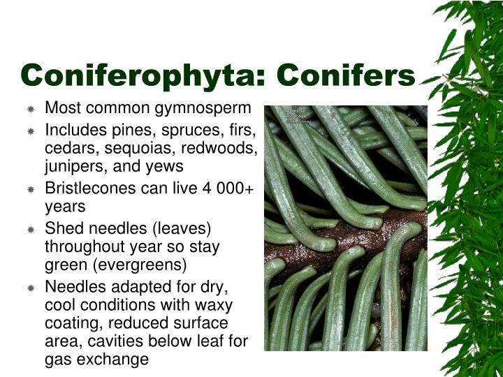 PPT - KINGDOM PLANTAE PowerPoint Presentation - ID:2969542