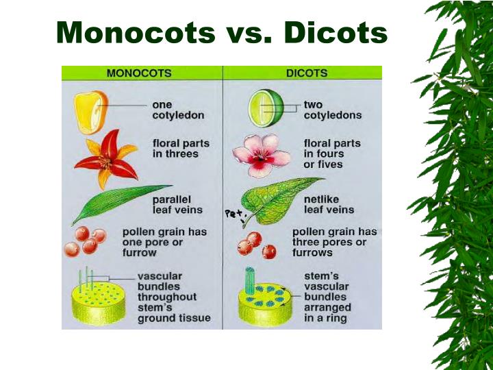 PPT - KINGDOM PLANTAE PowerPoint Presentation - ID:2969542