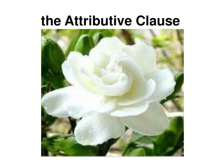 PPT - the Attributive Clause PowerPoint Presentation, free download ...