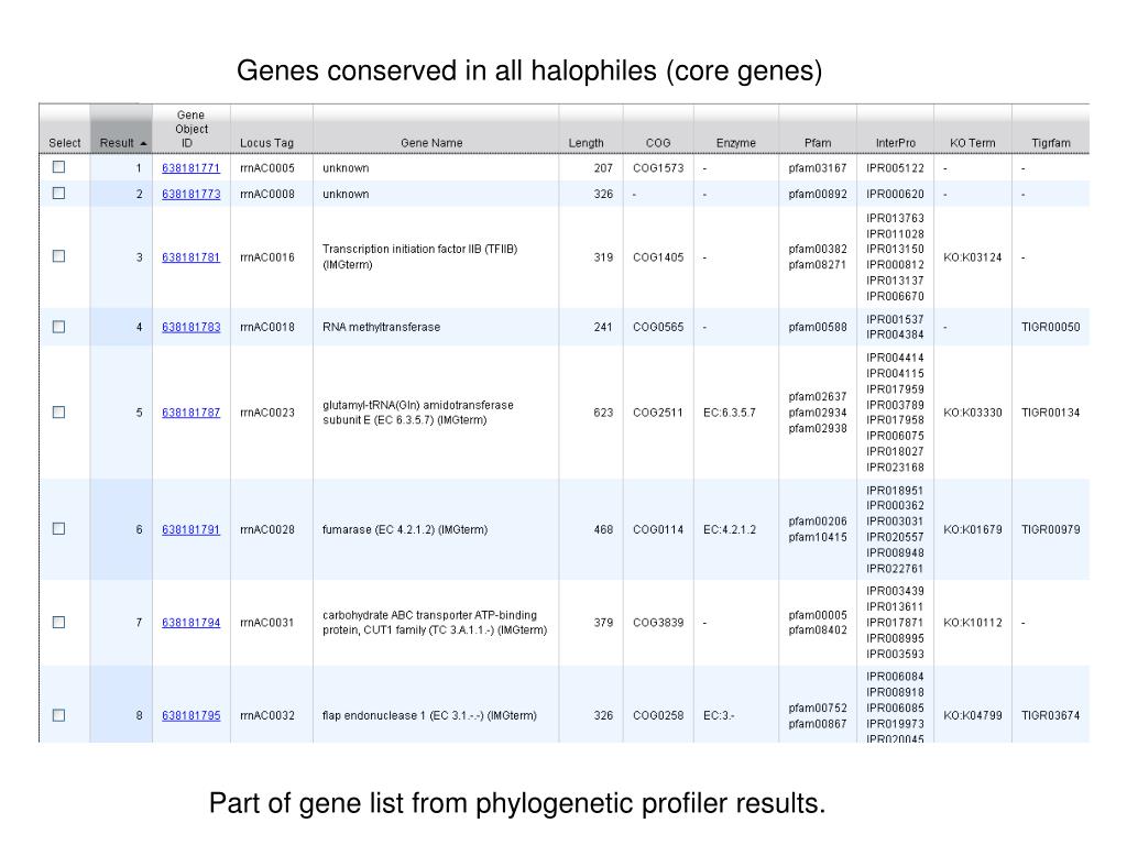 PPT - Archaeal extreme halophiles (halobacteria, haloarchaea ...