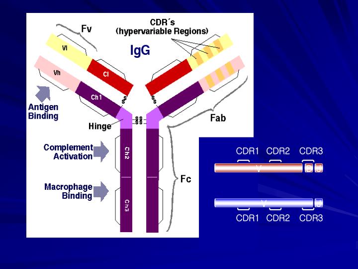 PPT - Immunoglobulins PowerPoint Presentation - ID:2970232