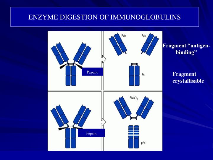 PPT - Immunoglobulins PowerPoint Presentation - ID:2970232