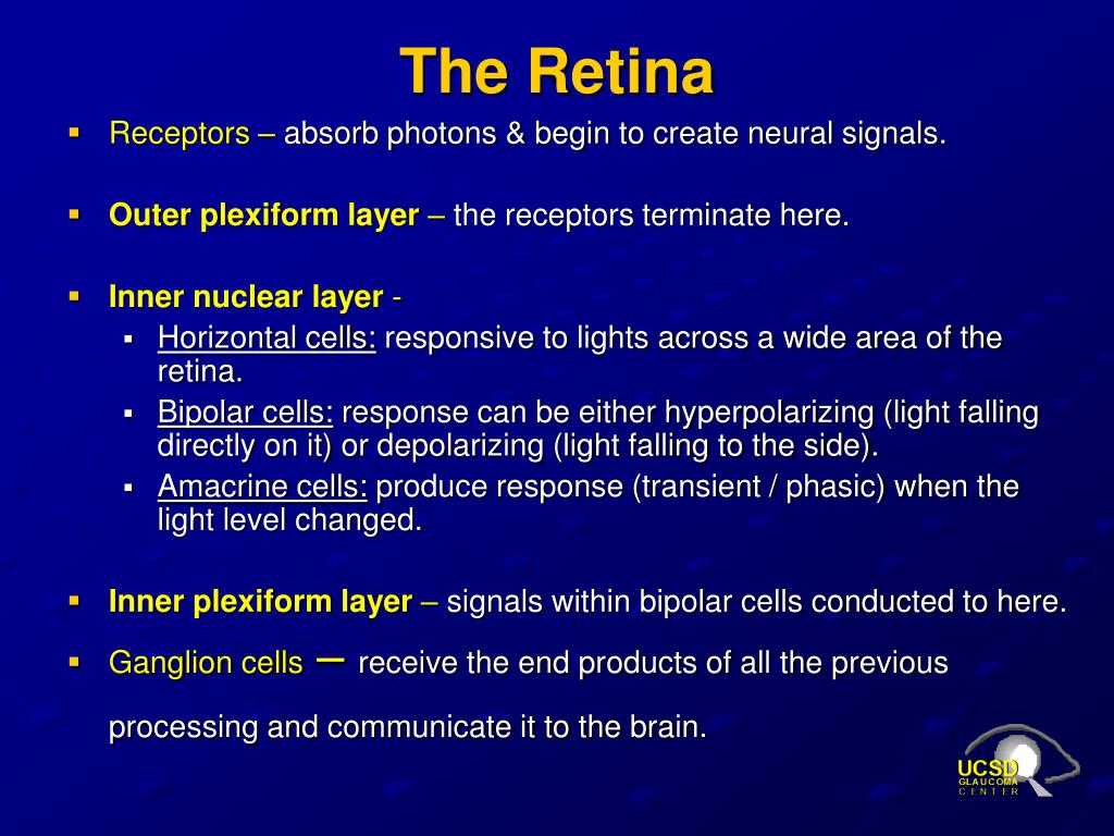 PPT - General Anatomy of the Eye & Degenerative Diseases of Human ...