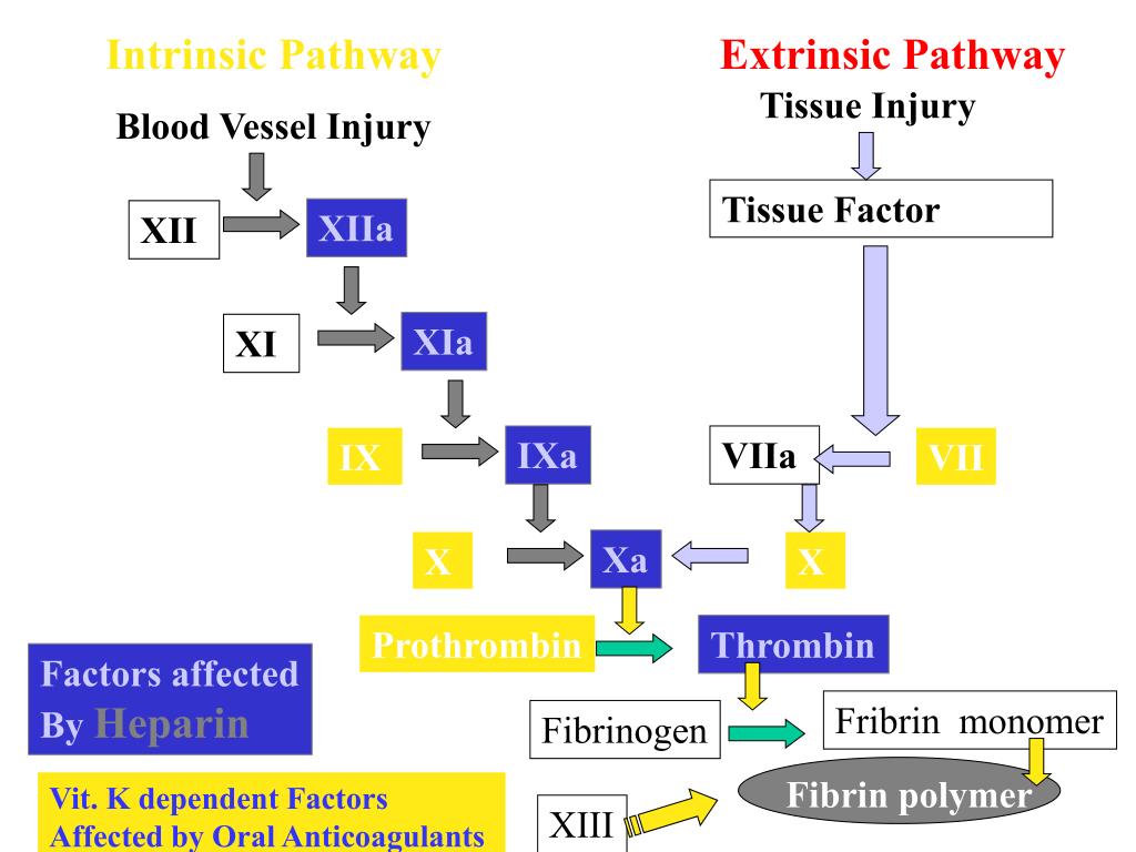 PPT - Blood coagulation and fibrinolysis PowerPoint Presentation, free ...