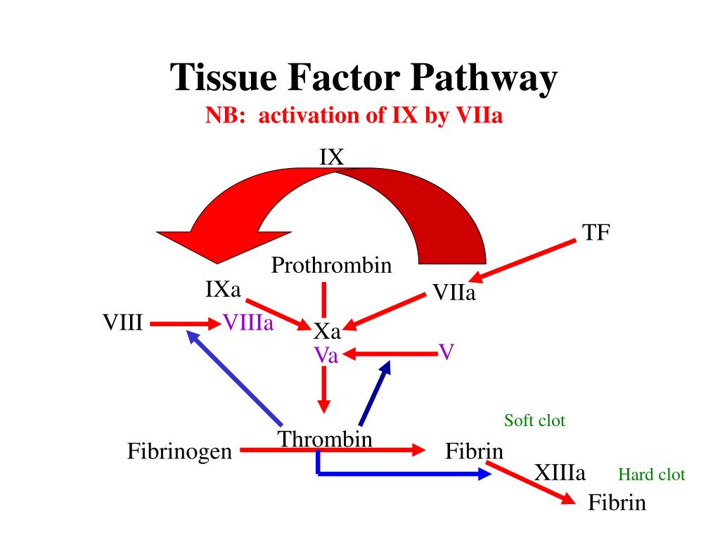 PPT - Blood coagulation and fibrinolysis PowerPoint Presentation, free ...