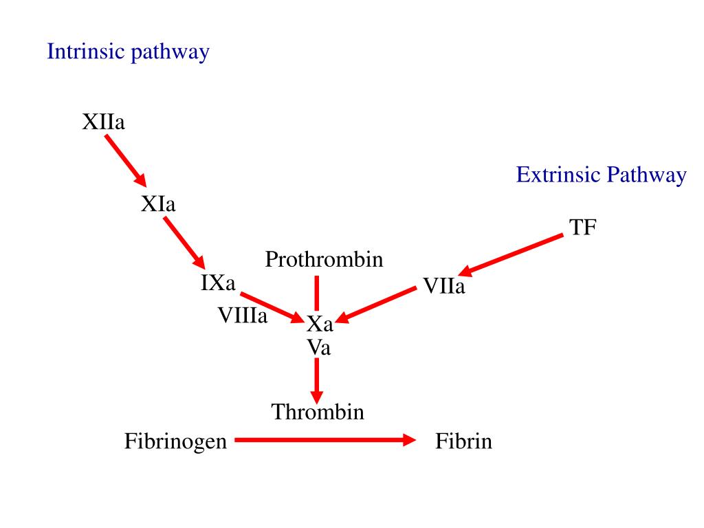 PPT - Blood coagulation and fibrinolysis PowerPoint Presentation, free ...