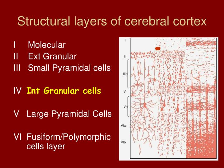 PPT - SOMATOSENSORY CORTEX PowerPoint Presentation - ID:2970679