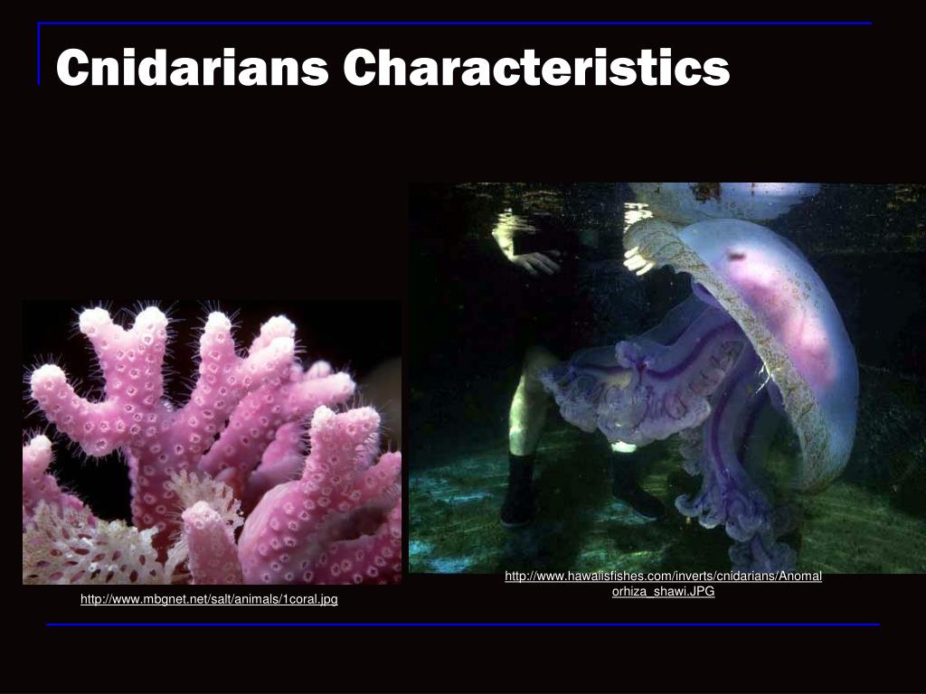 PPT - Aquatic Life – Invertebrate Animals PowerPoint Presentation, free ...