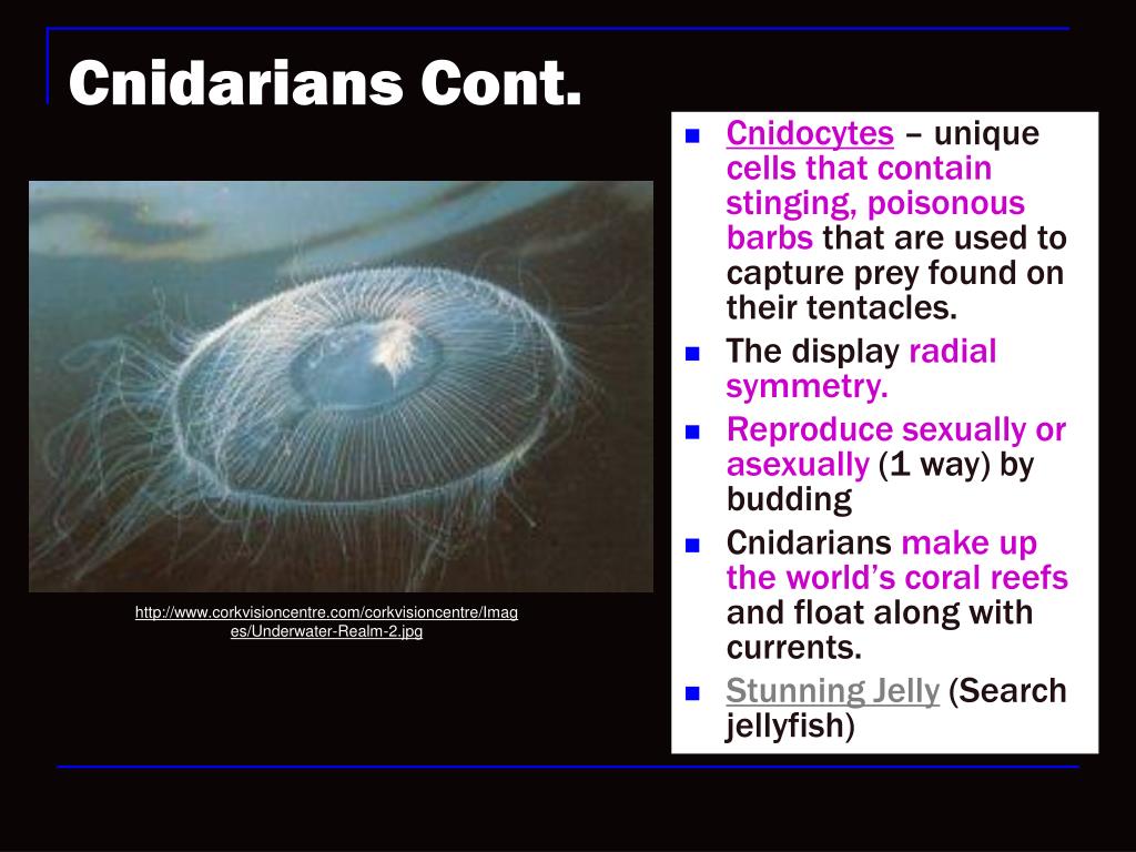 PPT - Aquatic Life – Invertebrate Animals PowerPoint Presentation, free ...
