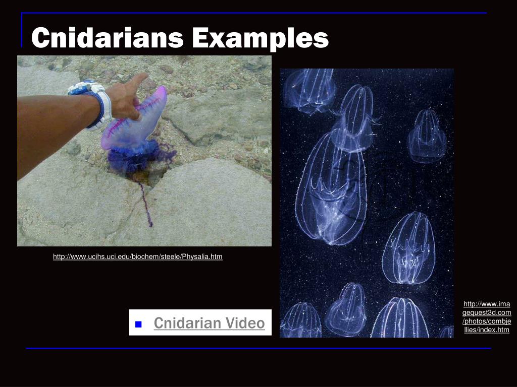 PPT - Aquatic Life – Invertebrate Animals PowerPoint Presentation, free ...
