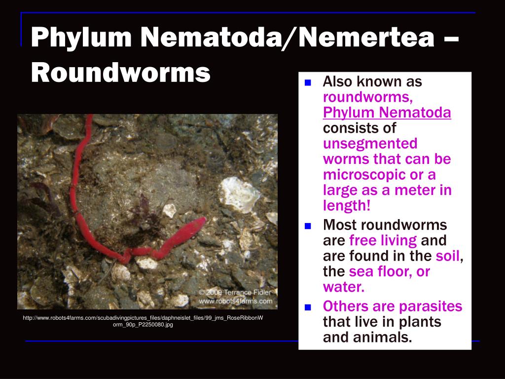 PPT - Aquatic Life – Invertebrate Animals PowerPoint Presentation, free ...