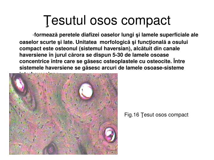 PPT - CELULA PowerPoint Presentation - ID:2971088
