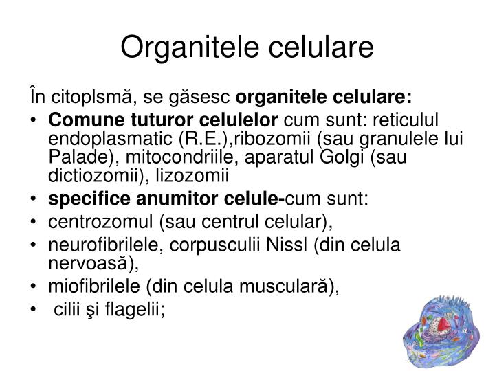 PPT - CELULA PowerPoint Presentation - ID:2971088