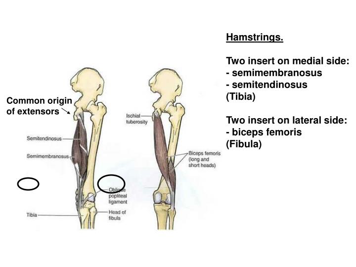 PPT - Muscles of Thigh PowerPoint Presentation - ID:2971192