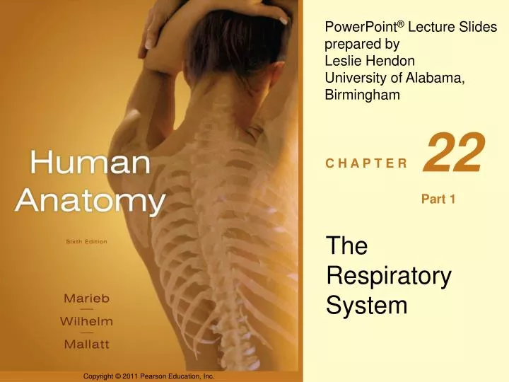 PPT - The Respiratory System PowerPoint Presentation, free download ...
