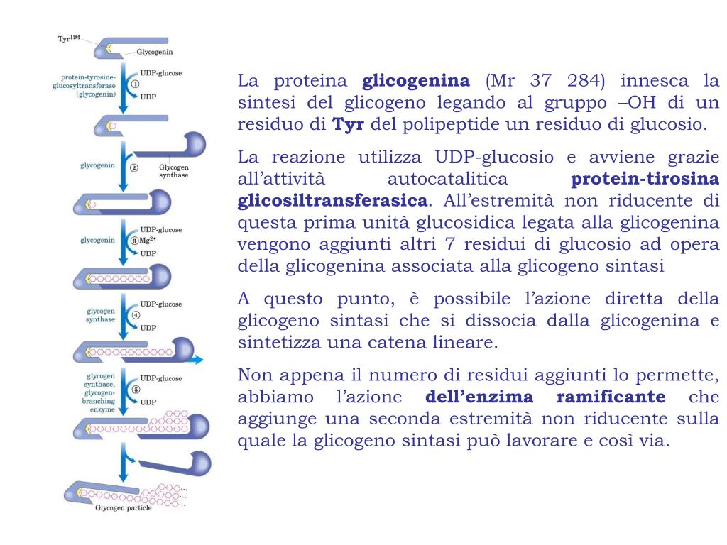 PPT - Glicogeno Il glicogeno è il polisaccaride di riserva delle ...