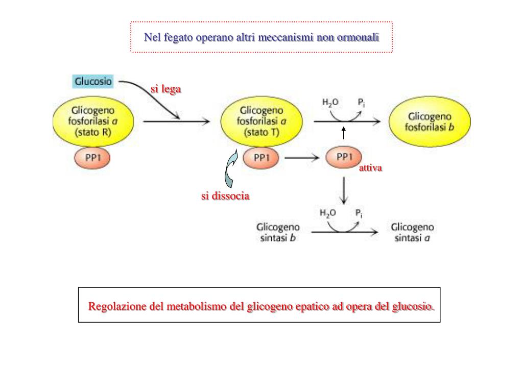 PPT - Glicogeno Il glicogeno è il polisaccaride di riserva delle ...