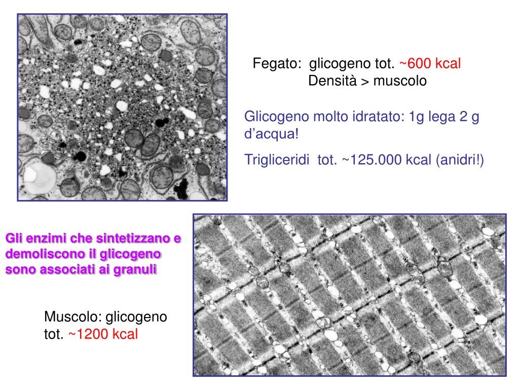 PPT - Glicogeno Il glicogeno è il polisaccaride di riserva delle ...