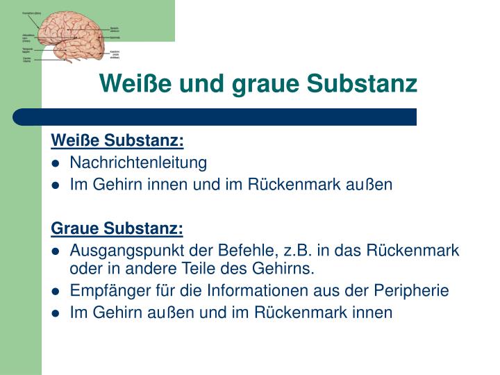 PPT - Das Nervensystem PowerPoint Presentation - ID:2971901