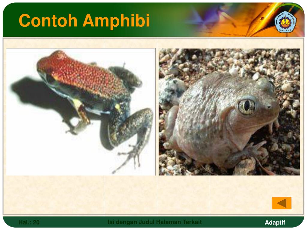 PPT - LANGKAH-LANGKAH KLASIFIKASI MAKHLUK HIDUP PowerPoint Presentation ...