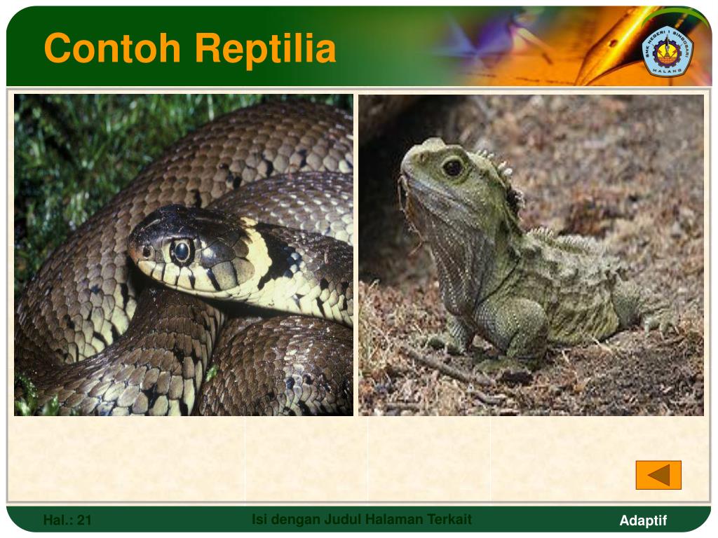 PPT - LANGKAH-LANGKAH KLASIFIKASI MAKHLUK HIDUP PowerPoint Presentation ...
