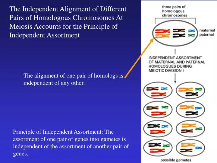 PPT - The alignment of one pair of homologs is independent of any other ...