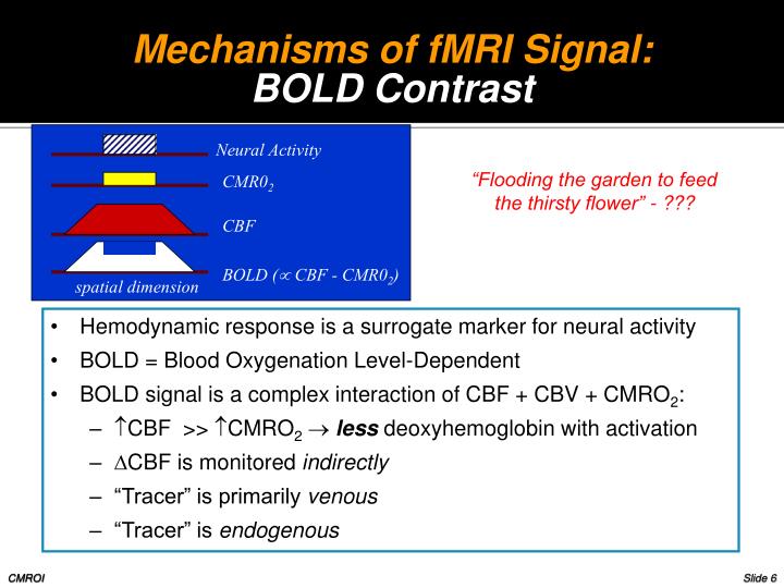 PPT - BOLD Contrast: Functional Imaging with MRI PowerPoint ...