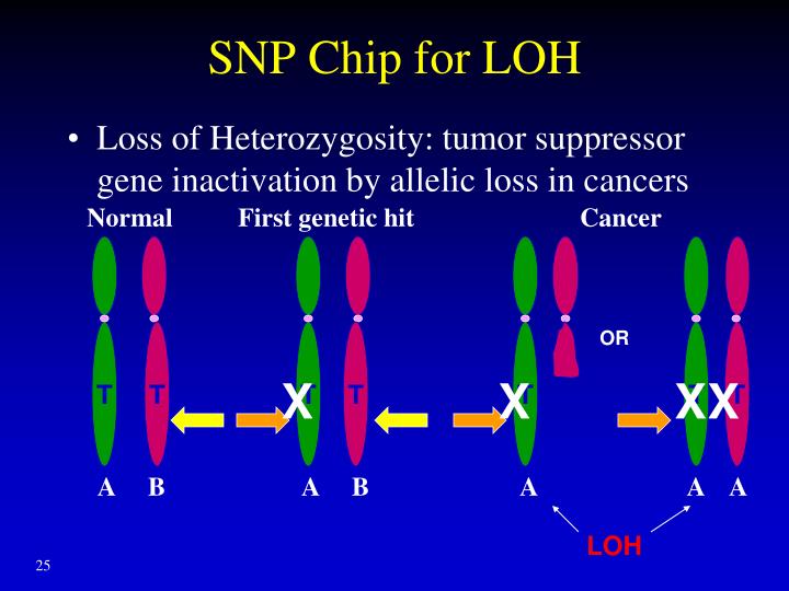 PPT - Single Nucleotide Polymorphism Copy Number Variations and SNP ...