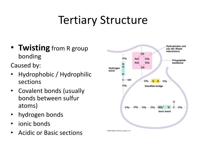 PPT - Proteins! PowerPoint Presentation - ID:2973187