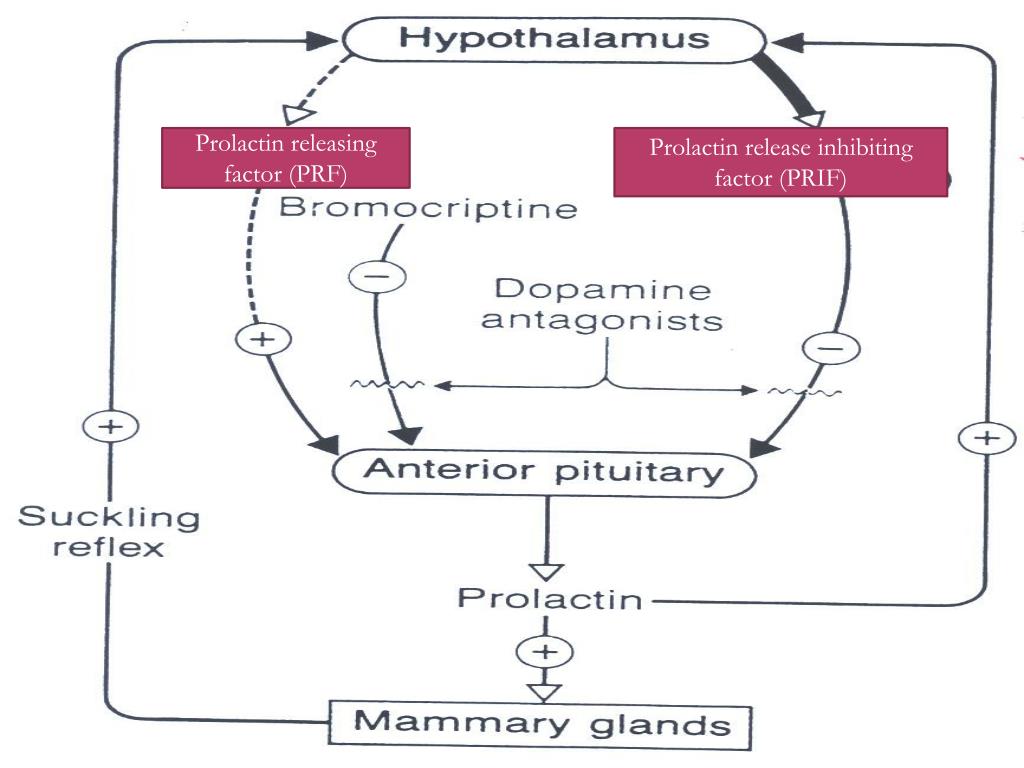 PPT - Anti-fertility drugs PowerPoint Presentation, free download - ID ...
