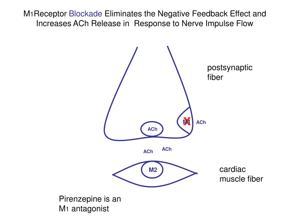 PPT - Pharmacology of Muscarinic Receptor Blockade PowerPoint ...