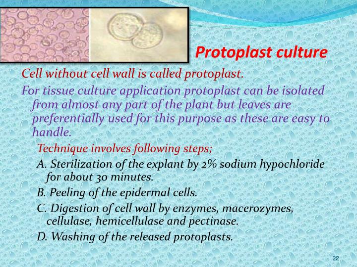 PPT - Type of in vitro culture PowerPoint Presentation - ID:2973311