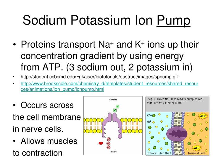 PPT - Cell Membrane and Transport Across The Cell PowerPoint ...