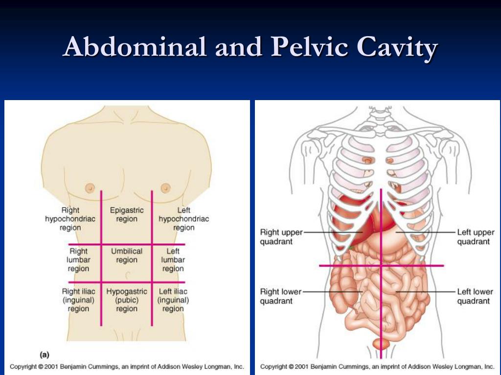 Ppt Introduction To Anatomy And Physiology Powerpoint Presentation Id