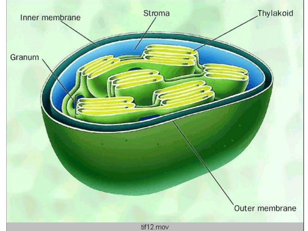 PPT - El único orgánulo dotado de una doble envoltura membranosa: la ...