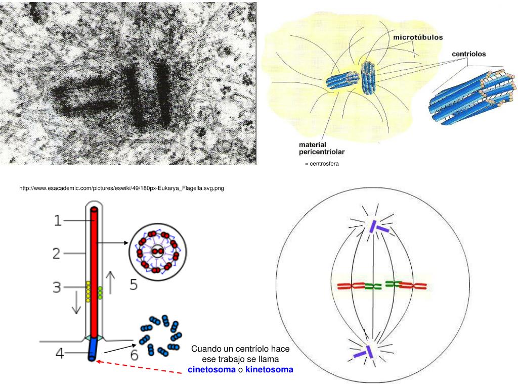 PPT - El único orgánulo dotado de una doble envoltura membranosa: la ...