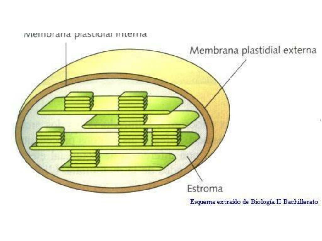 PPT - El único orgánulo dotado de una doble envoltura membranosa: la ...