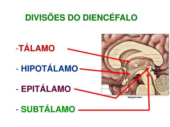 Ppt O DiencÉfalo Powerpoint Presentation Id 2973629