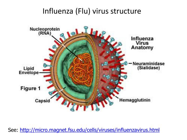 PPT - Chapter 12-Vaccines PowerPoint Presentation - ID:2973872