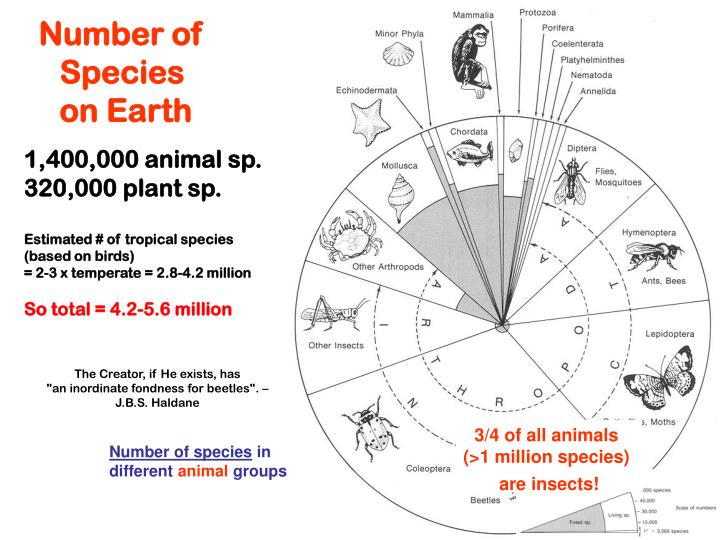 PPT - Number of species in different animal groups PowerPoint ...